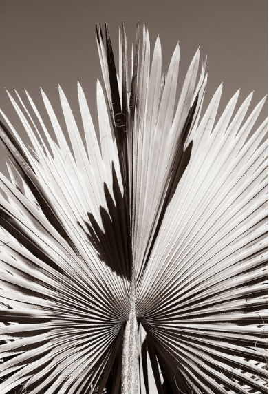 Lotus Palm – Place. A Design Atelier by Philpotts